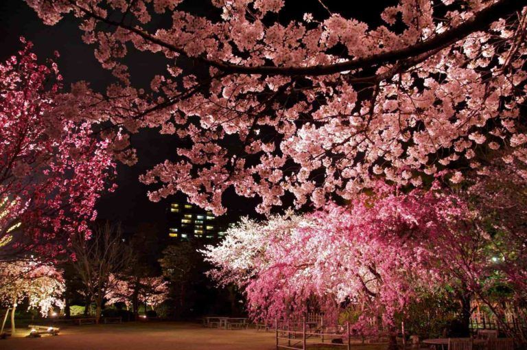 9 Tips Menikmati Musim Sakura di Jepang, Berasa Kayak Orang Lokal ...